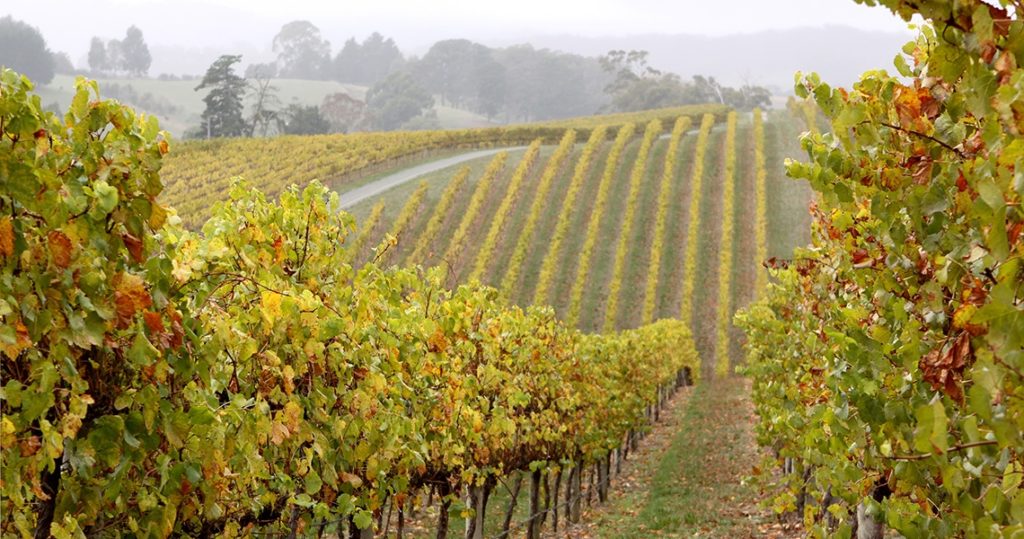 Our Story - Pressed Wines